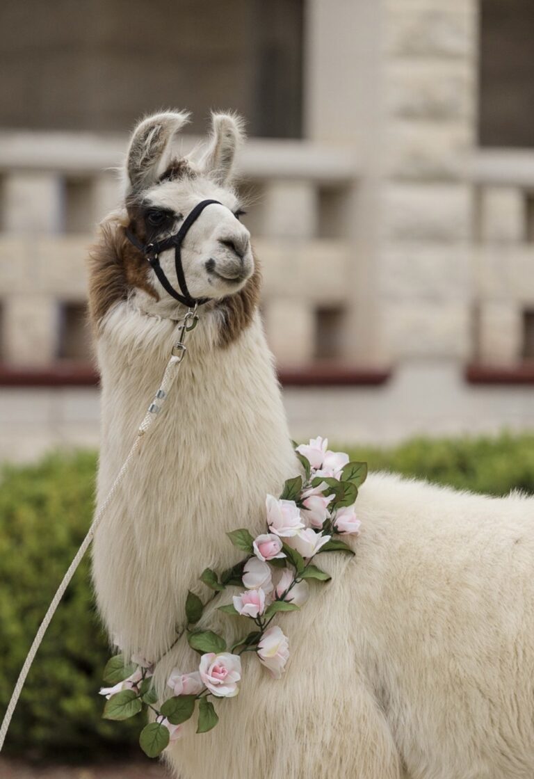 Meet our llamas – Leslie Lane Farm